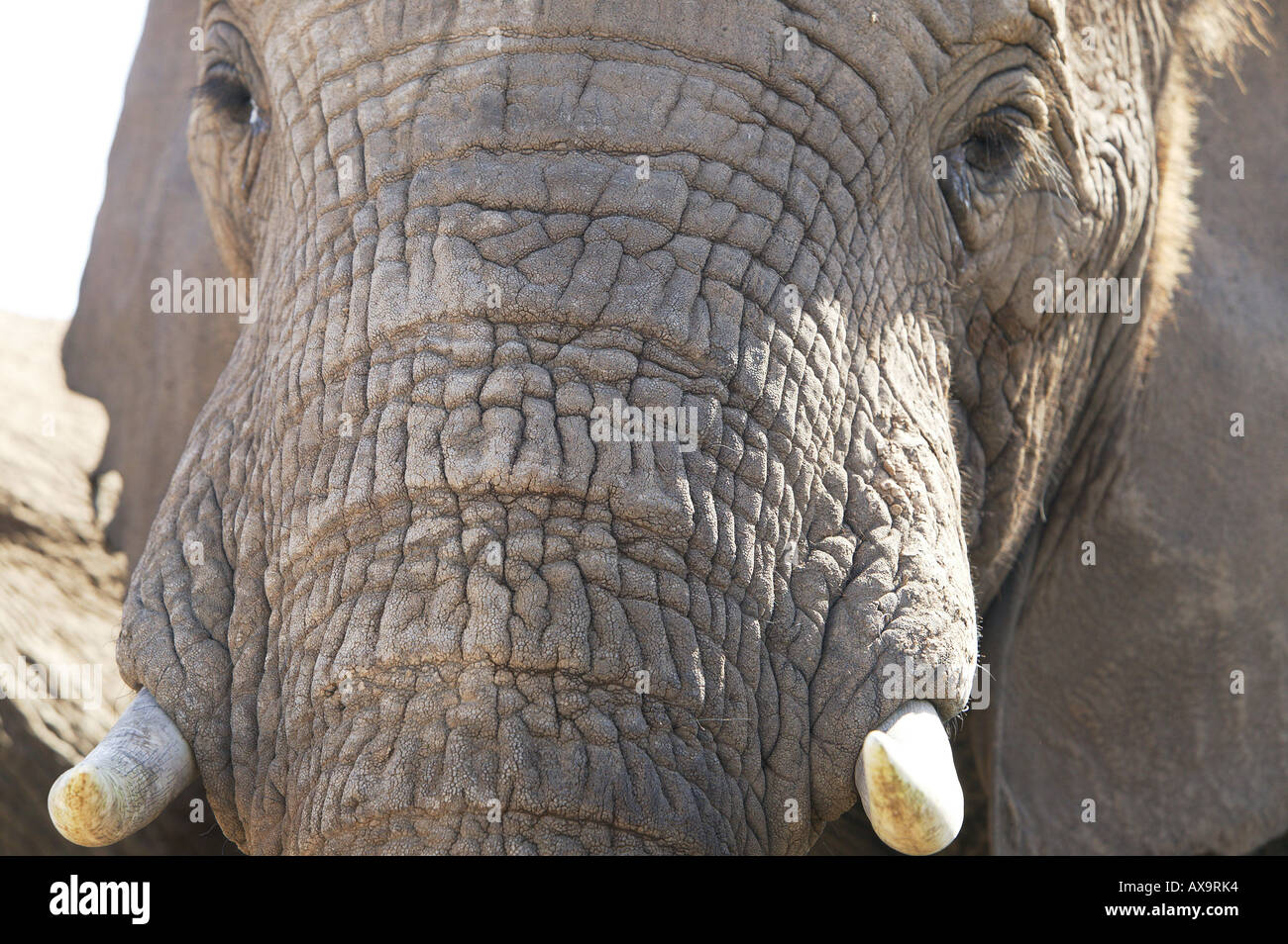 African Elephant, Addo Elephant Park, Eastern Cape, South Africa Stock ...