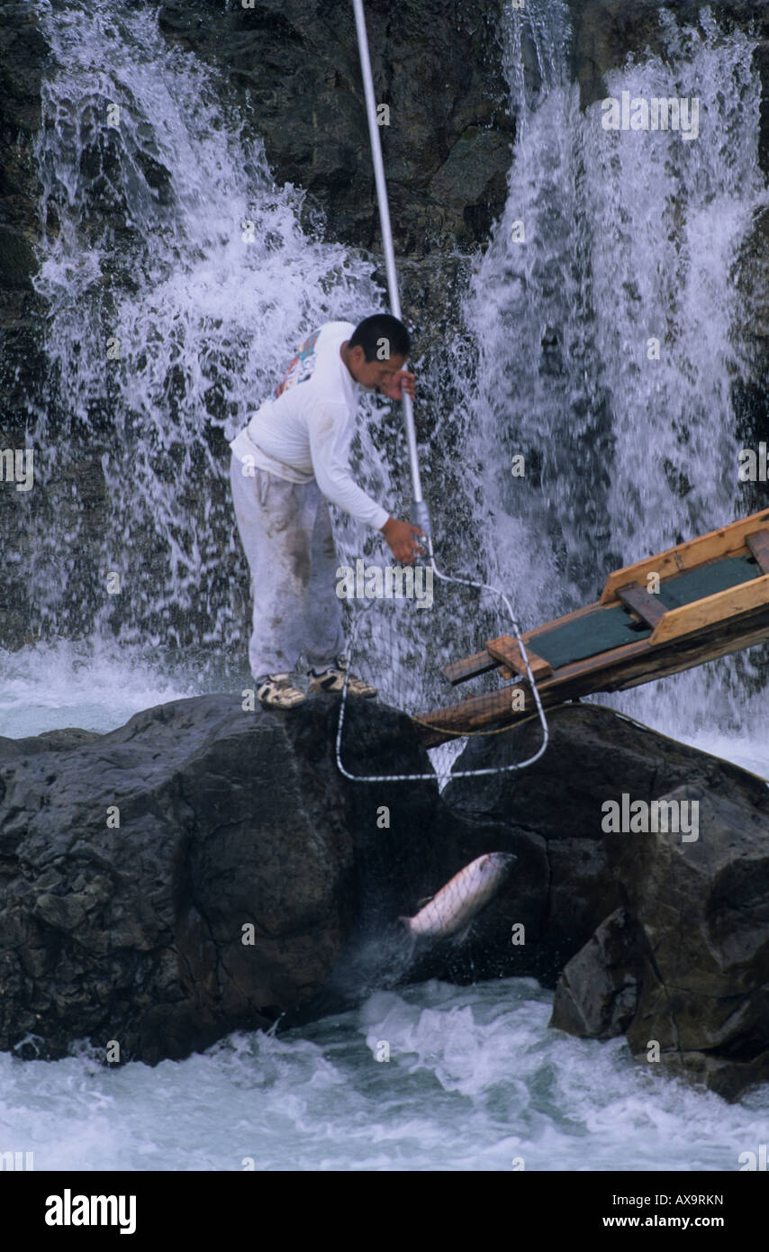 Native fisherman dip netting coho salmon Moricetown Falls Bulkley ...
