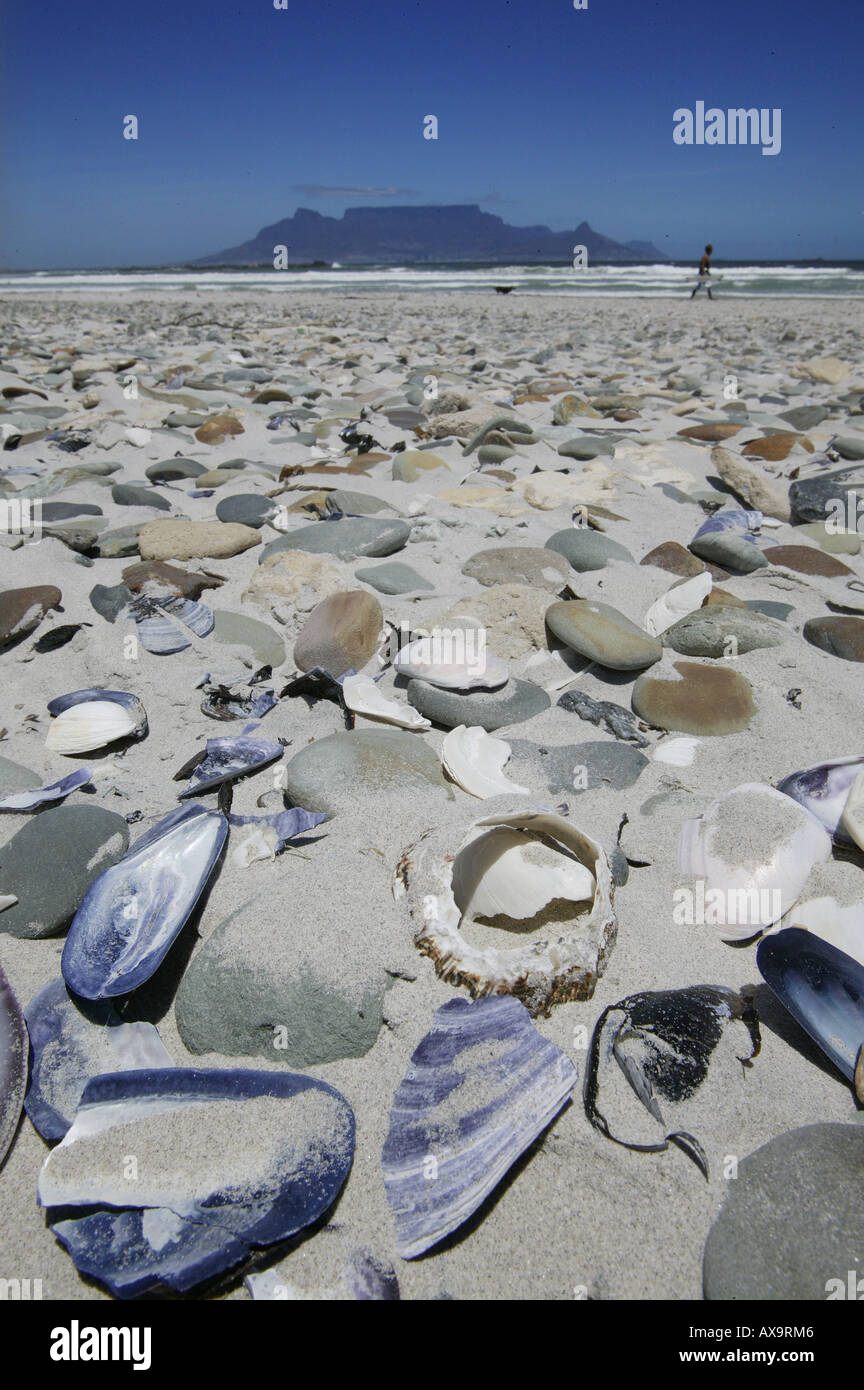 Shells on the beach at west cape hi-res stock photography and images ...