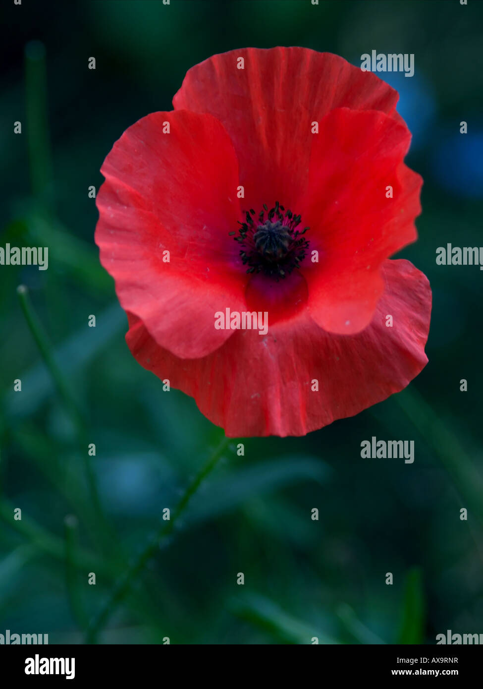 A classic poppy Stock Photo - Alamy