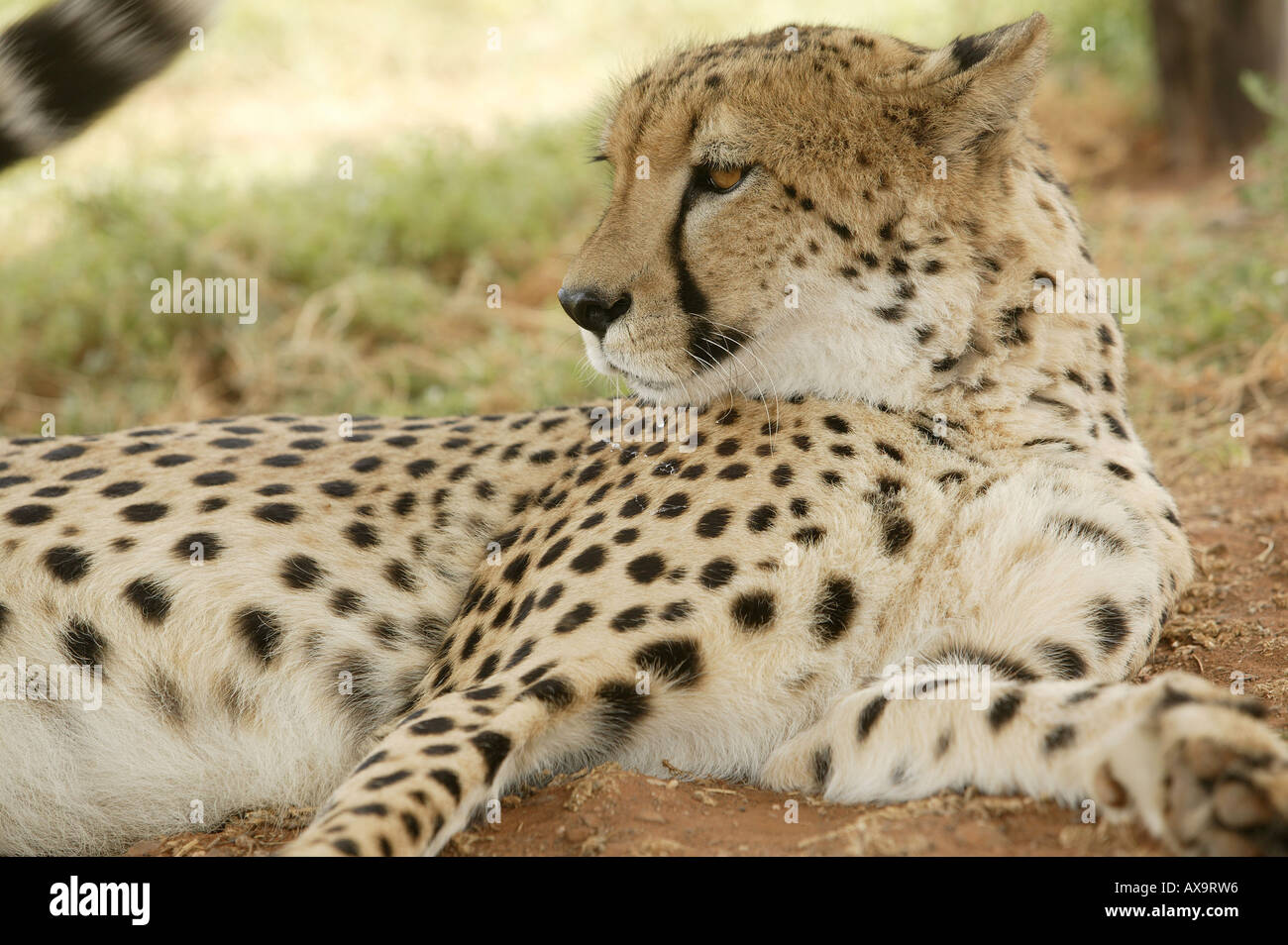 Cheetah, Daniells Cheetah breeding farm near Uitenhage, Eastern Cape ...