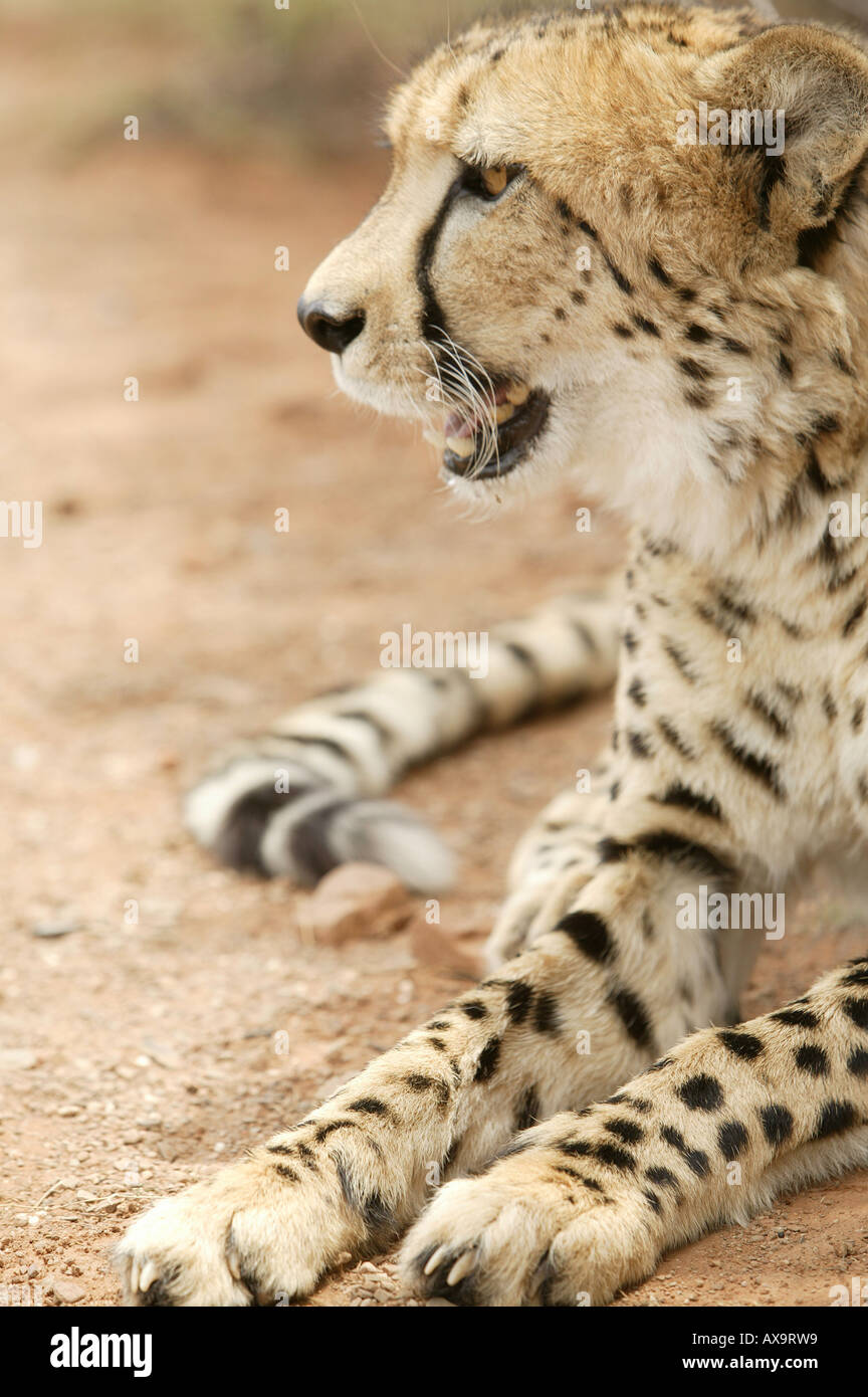 Cheetah, Daniells Cheetah breeding farm near Uitenhage, Eastern Cape ...