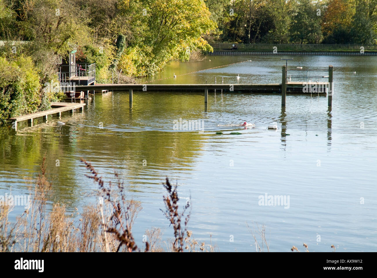 Highgate Pond Swimming High Resolution Stock Photography and Images - Alamy