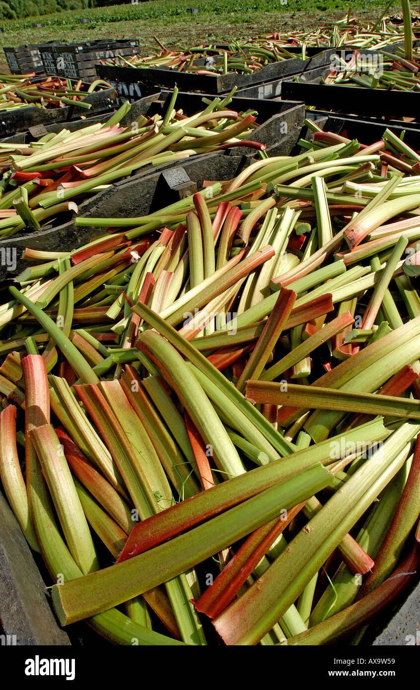 Rhubarb field hi-res stock photography and images - Alamy