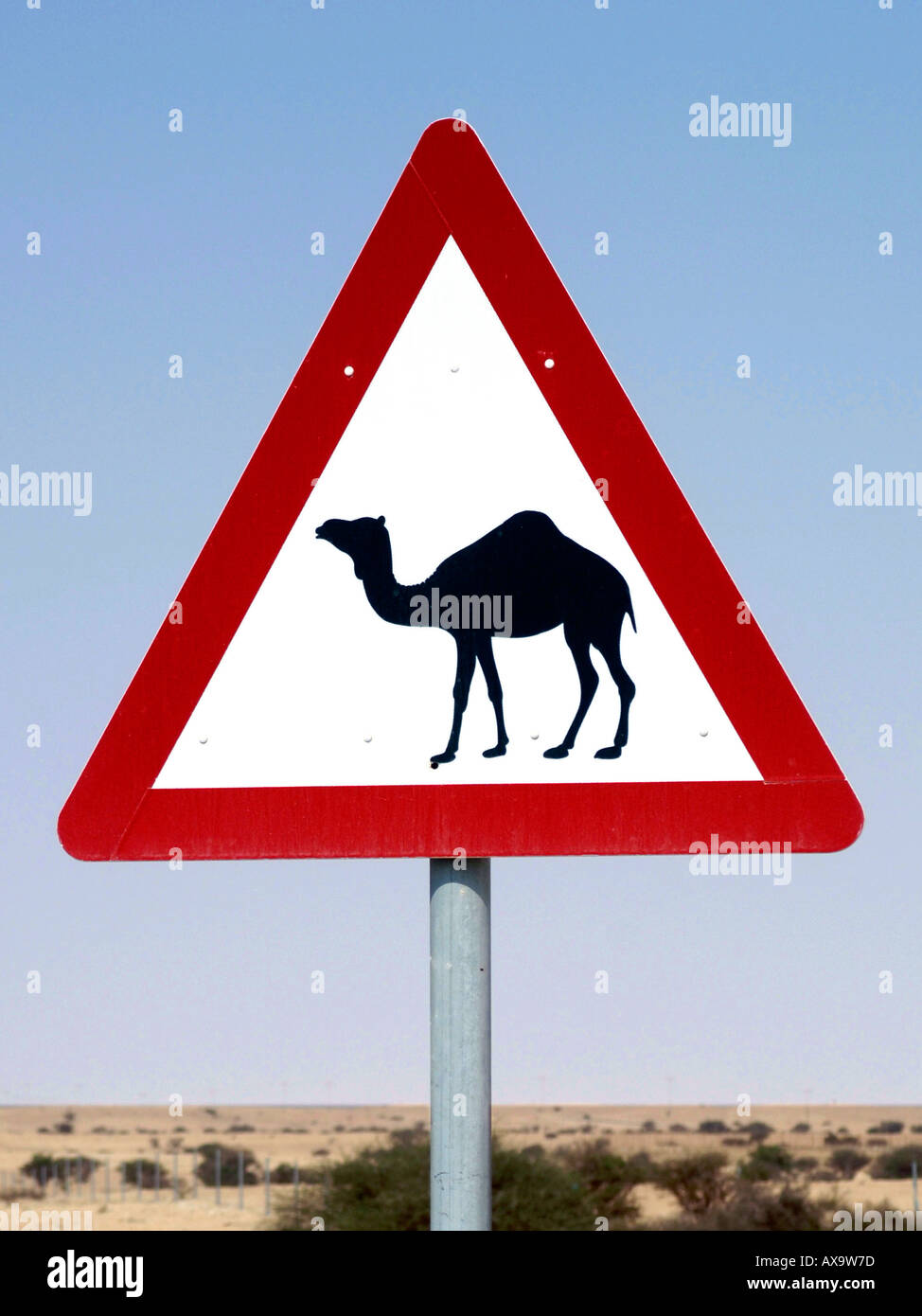 Camel road sign in Qatar Stock Photo - Alamy