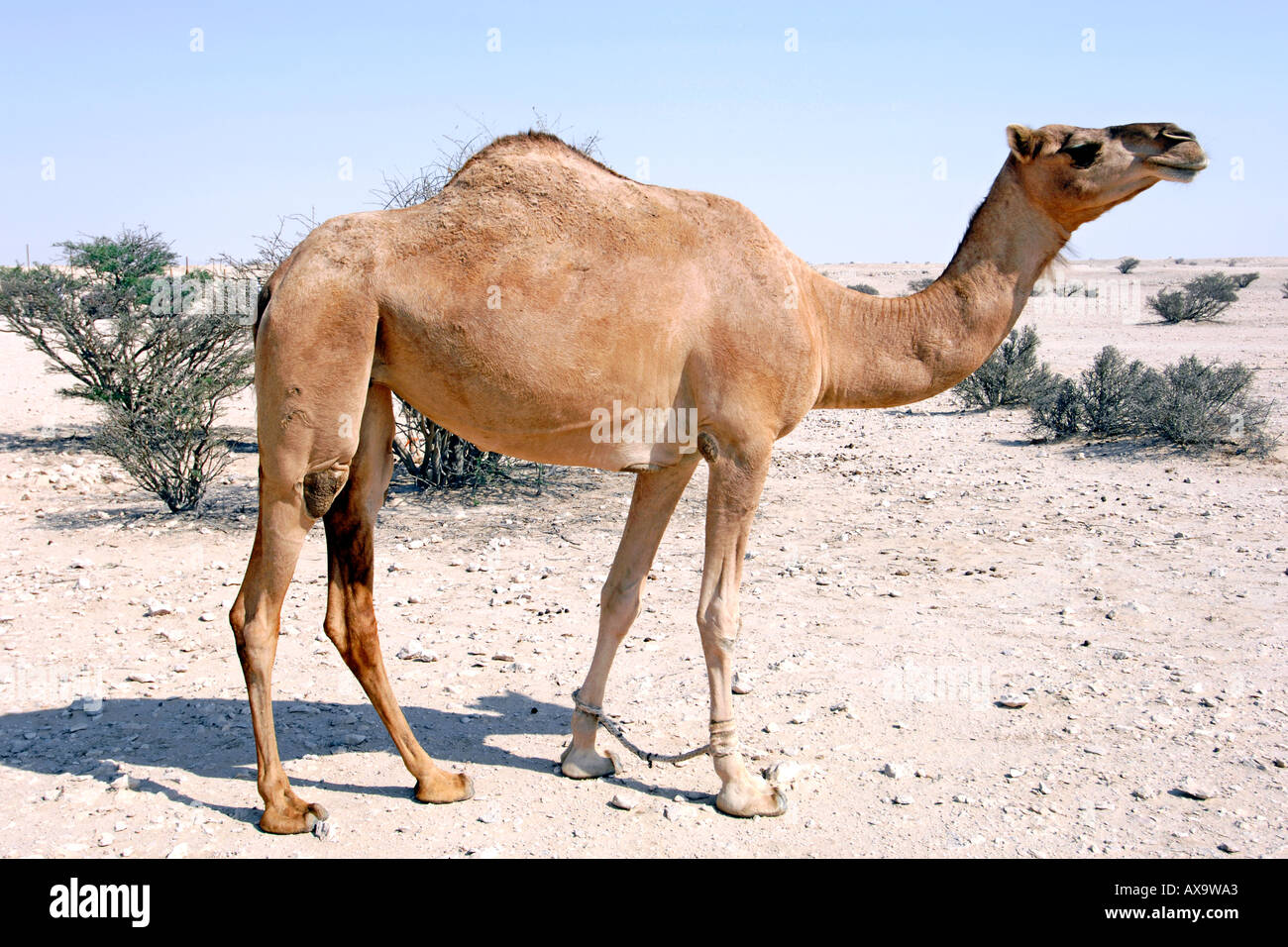 A dromedary camel in the desert in Qatar Stock Photo - Alamy