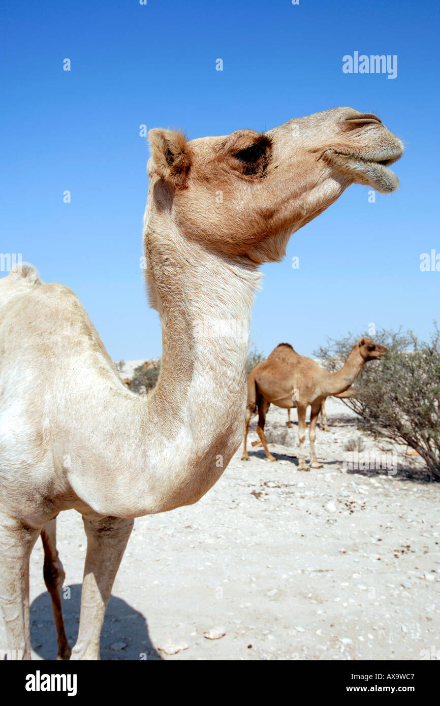 Animal in qatar hi-res stock photography and images - Alamy