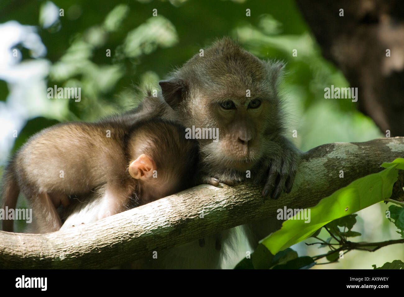 Long tailed macaque and baby, Bali Barat National Park, Indonesia Stock ...