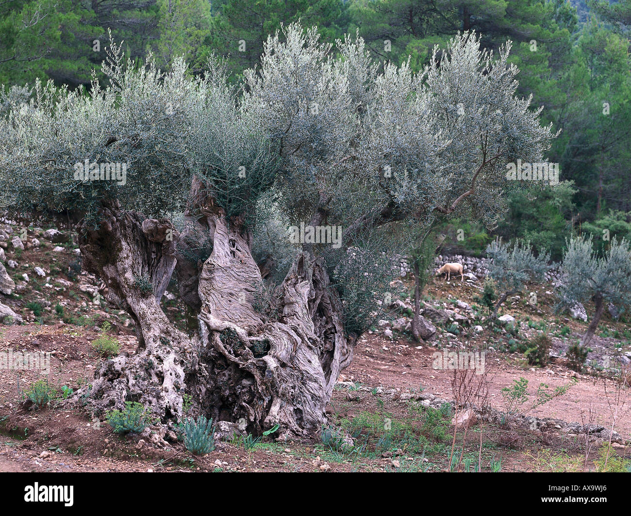 Old Olive Tree, Serra de Tramuntana Majorca, Spain Stock Photo - Alamy