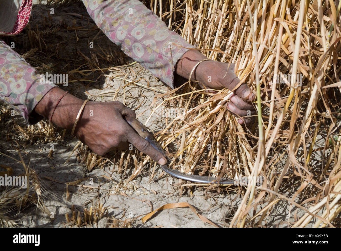 Indian woman laboring hi-res stock photography and images - Alamy
