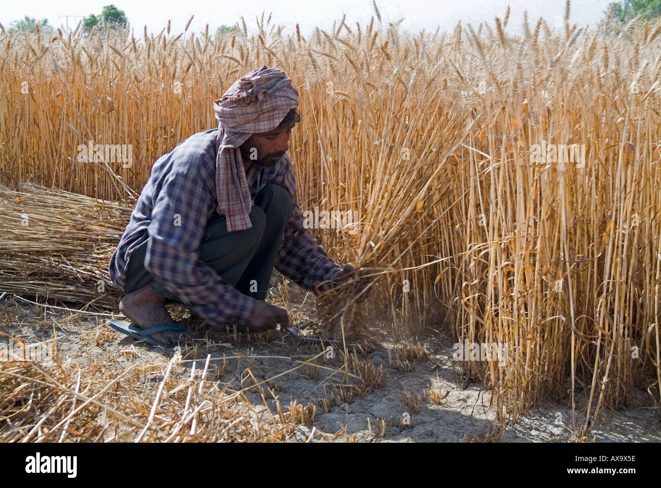 Punjabi Agriculture Stock Photos & Punjabi Agriculture Stock Images - Alamy