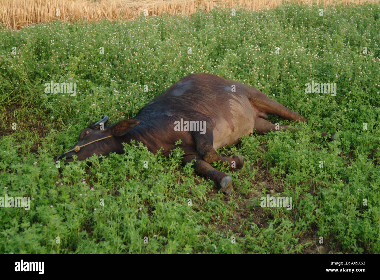 Buffalo Lying in a Field of Green Fodder Feigning Death Stock Photo - Alamy