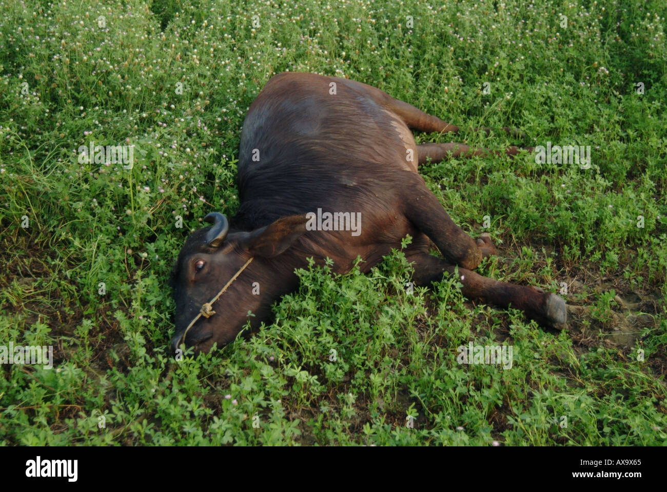 Buffalo Lying in a Field of Green Fodder Feigning Death Stock Photo - Alamy