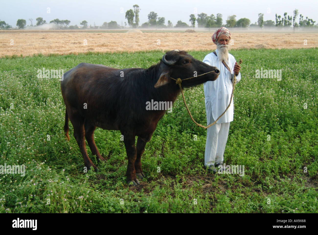 Man Showing Off Buffalo Stock Photo - Alamy