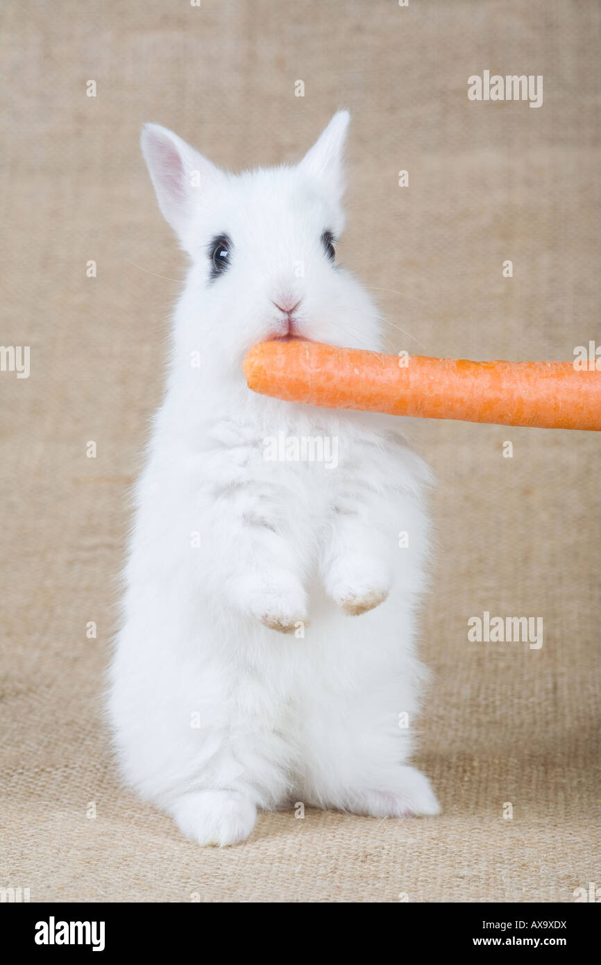 Gnaw carrot hi-res stock photography and images - Alamy