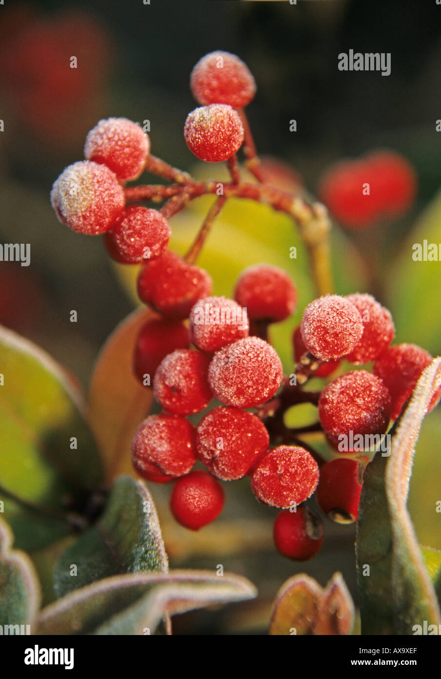 frost on berries Stock Photo - Alamy