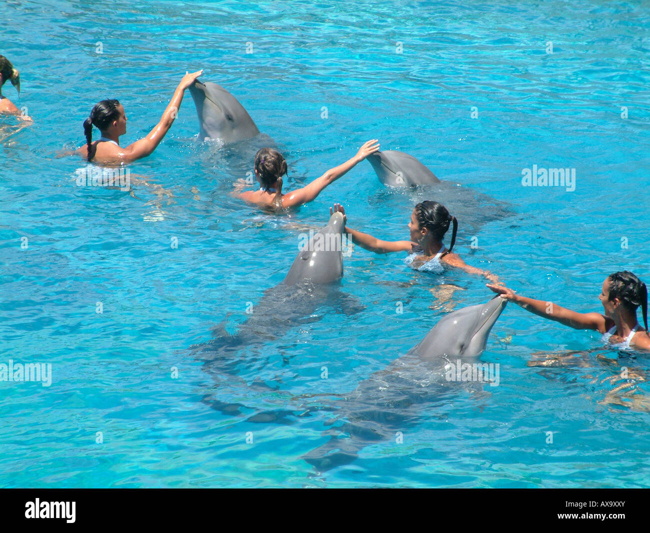 dolphin show, Mundomar, Benidorm, Alicante Province, Spain Stock Photo ...