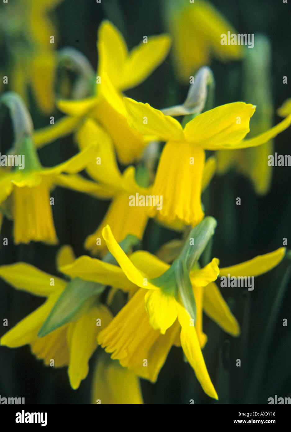 daffodils in bloom Stock Photo - Alamy