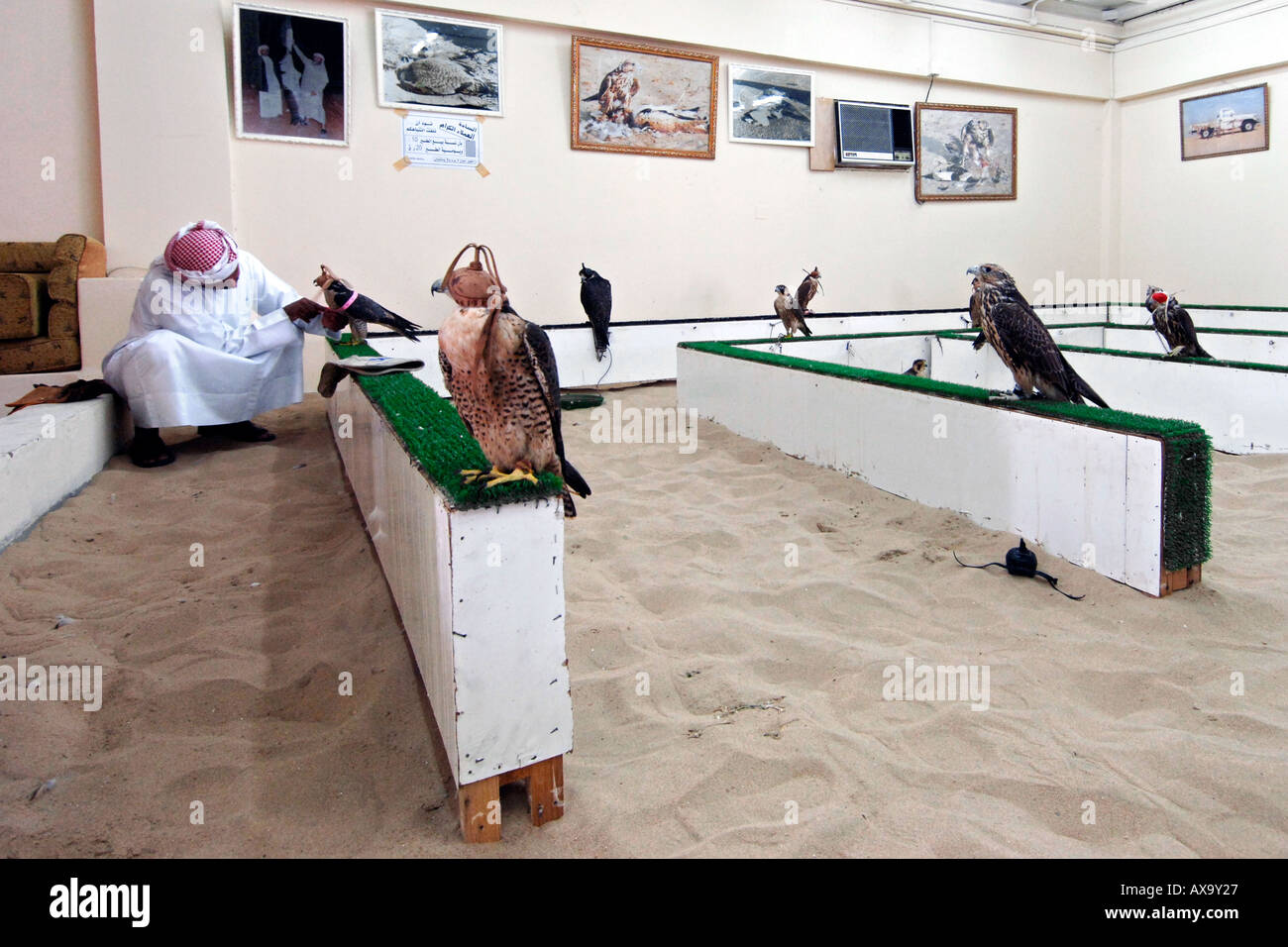 Falconry bird tethered hi-res stock photography and images - Alamy