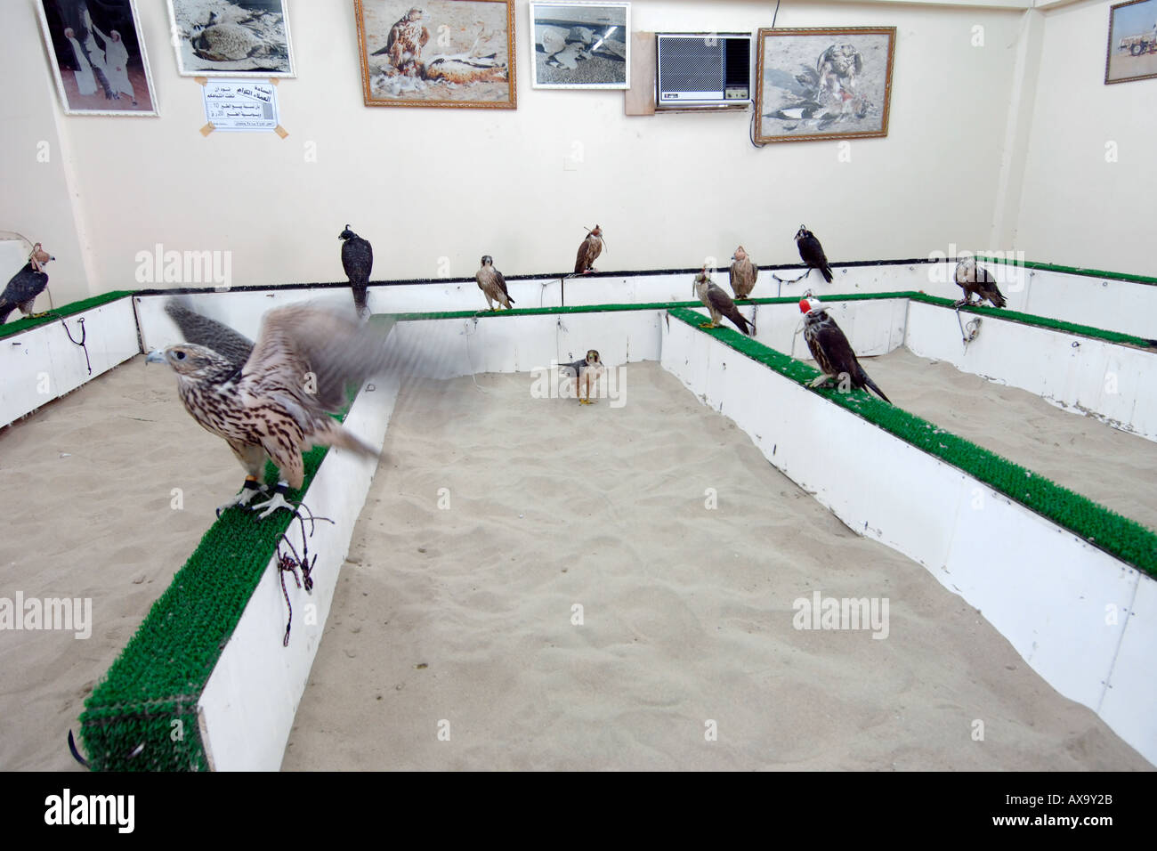 Falcon shop hi-res stock photography and images - Alamy