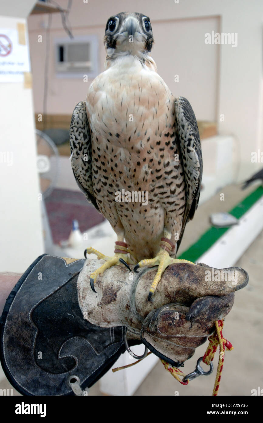 Falcon shop hi-res stock photography and images - Alamy