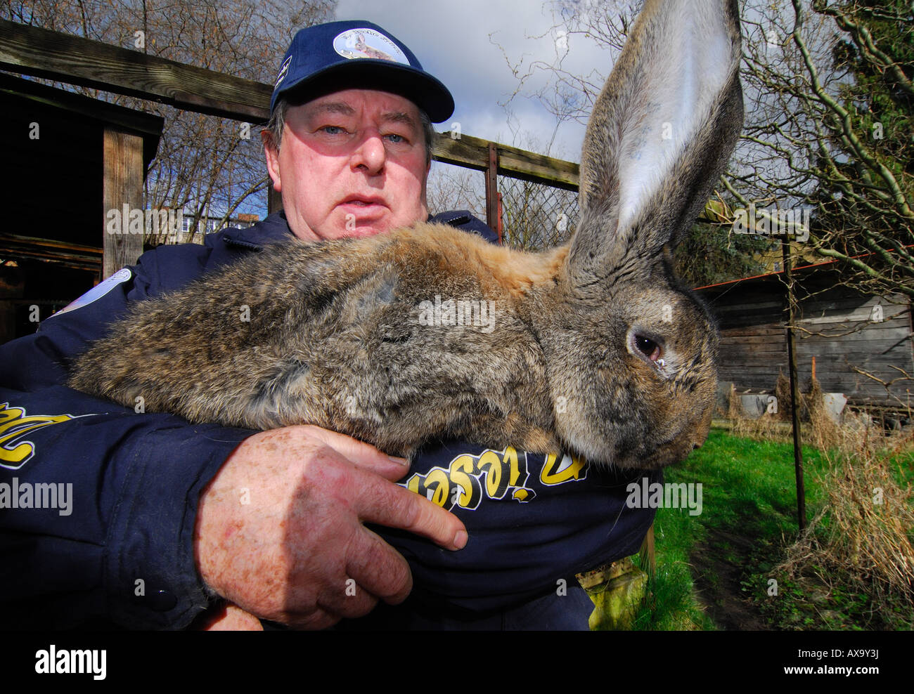 German rabbit breeder Karl Szmolinsky with one of his giant rabbits ...