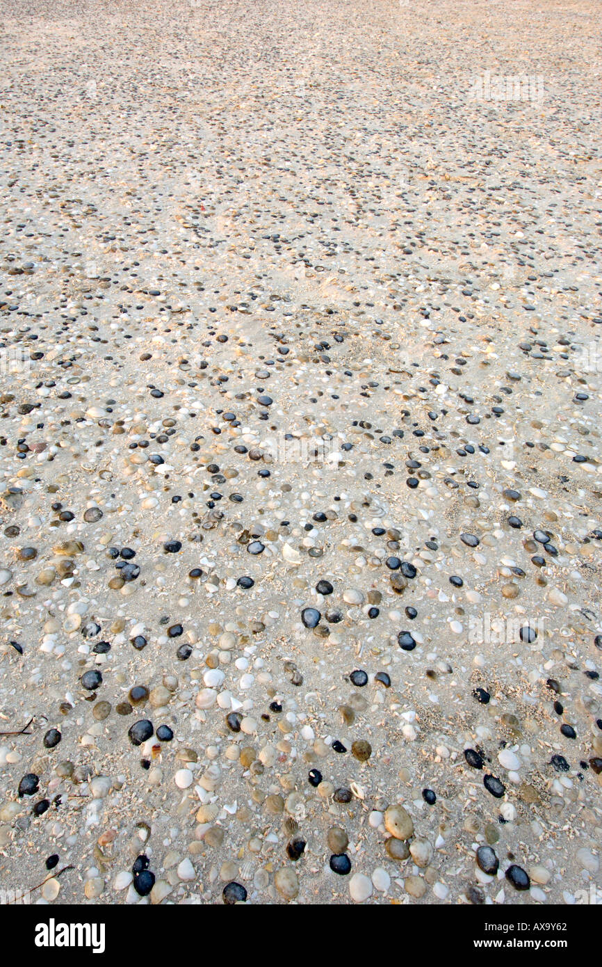 Sea shells on a beach in Doha, Qatar Stock Photo - Alamy