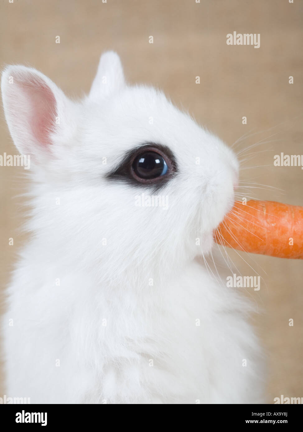 white bunny with carrot isolated on white Stock Photo - Alamy