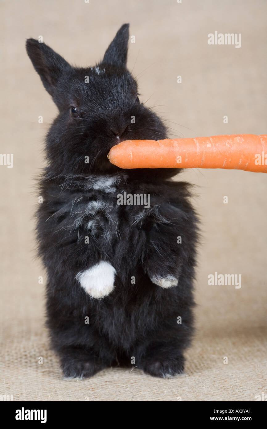 Gnaw carrot hi-res stock photography and images - Alamy