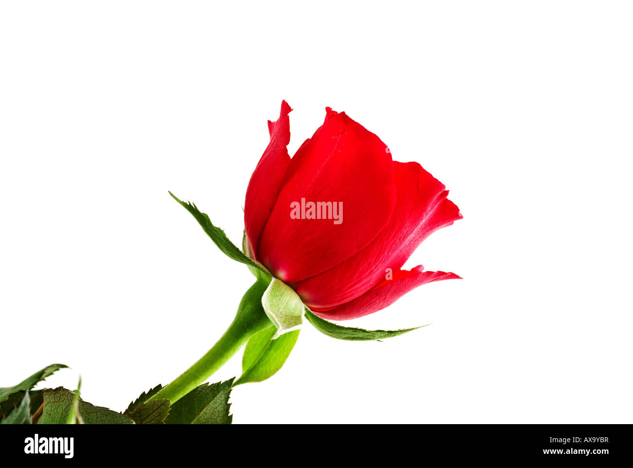 single red rose bud isolated on white Stock Photo - Alamy