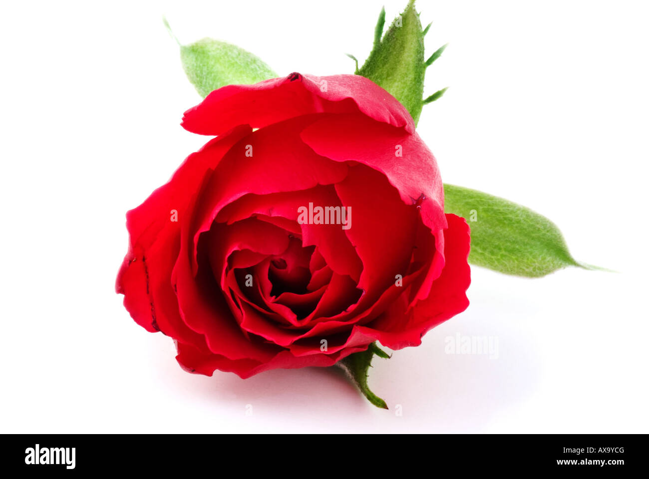 White rose isolated on white Cut Out Stock Images & Pictures - Alamy