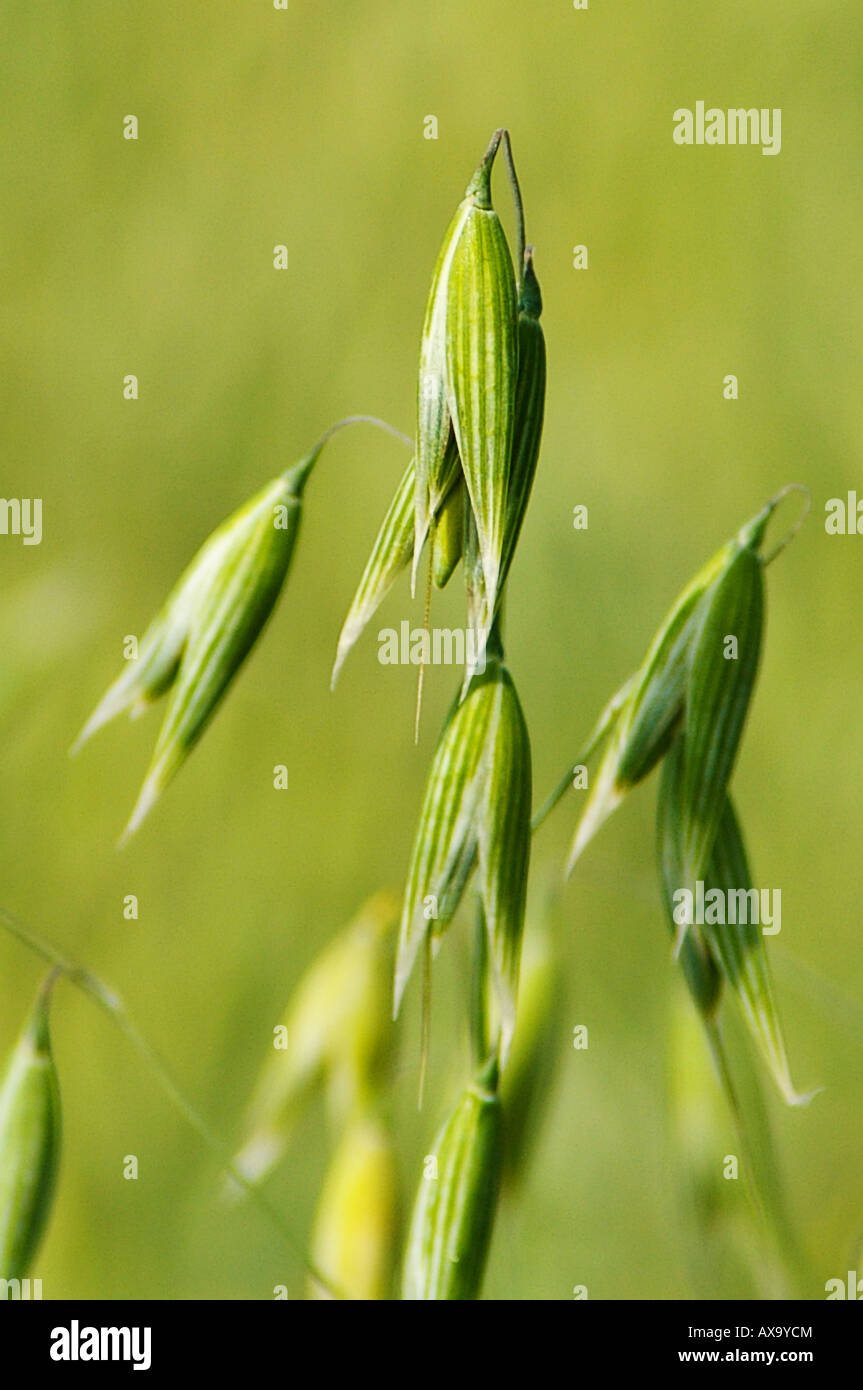 spike of seed in summer meadow Stock Photo - Alamy