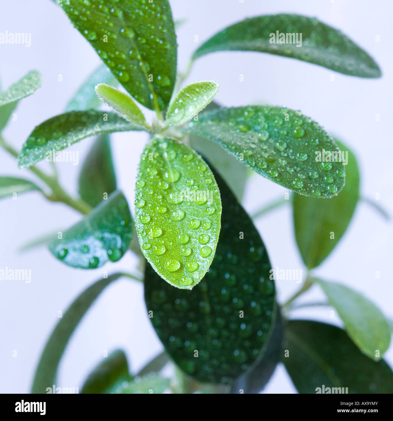 Olea europaea leaves hi-res stock photography and images - Alamy