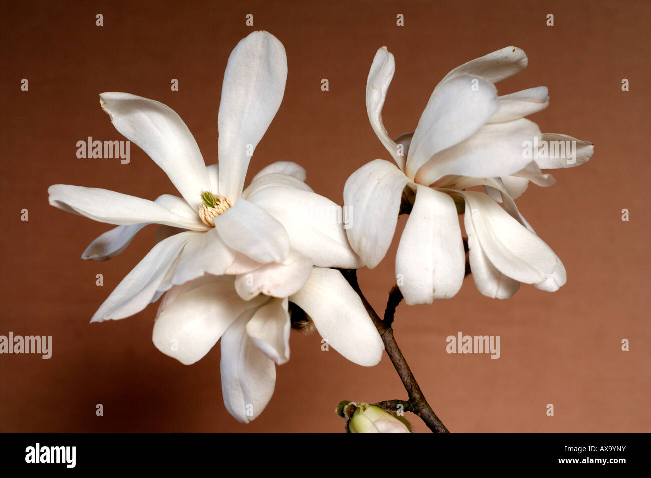 MAGNOLIA X LOEBNERI MERRILL AGM Stock Photo - Alamy