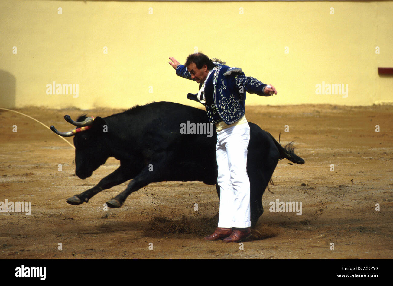 Man bullfighting, Ecarteur, Course Landaise, an ancient form of ...