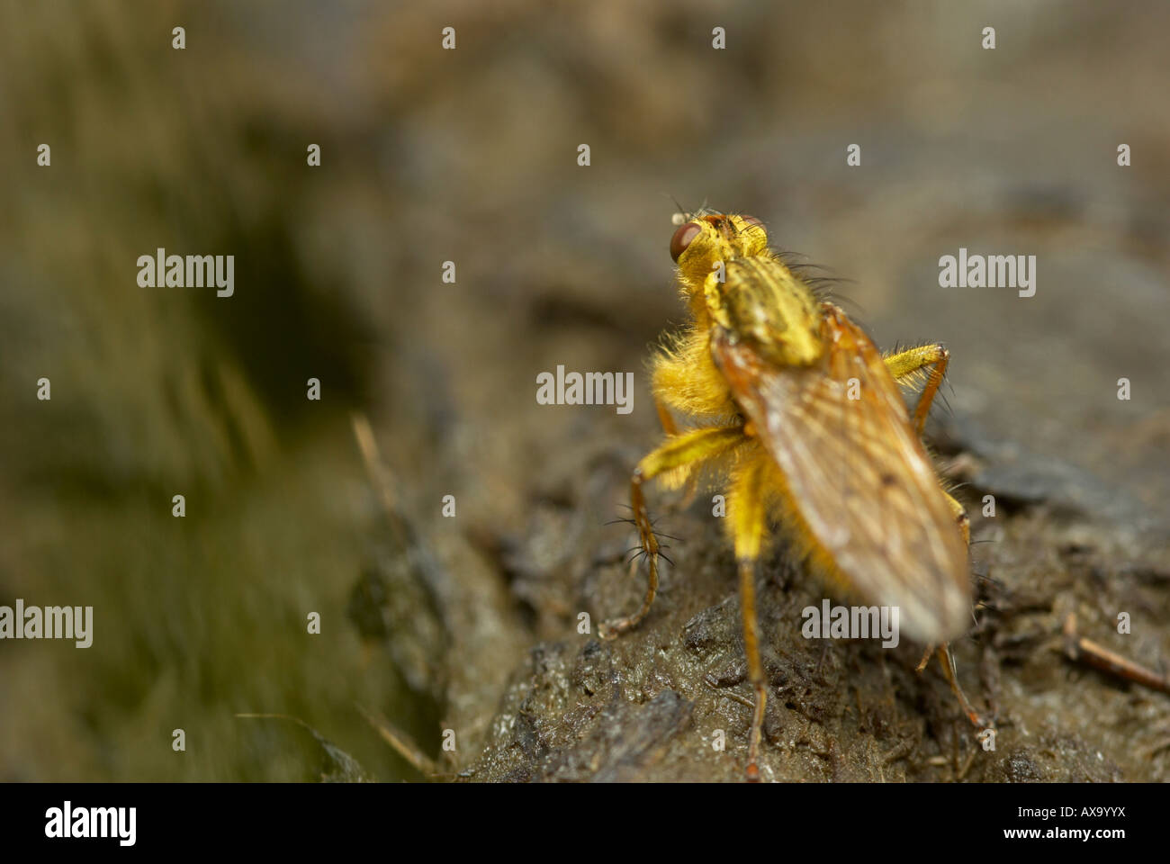 Male Yellow Dung Fly (Scathophaga stercoraria) on cow pat Stock Photo ...
