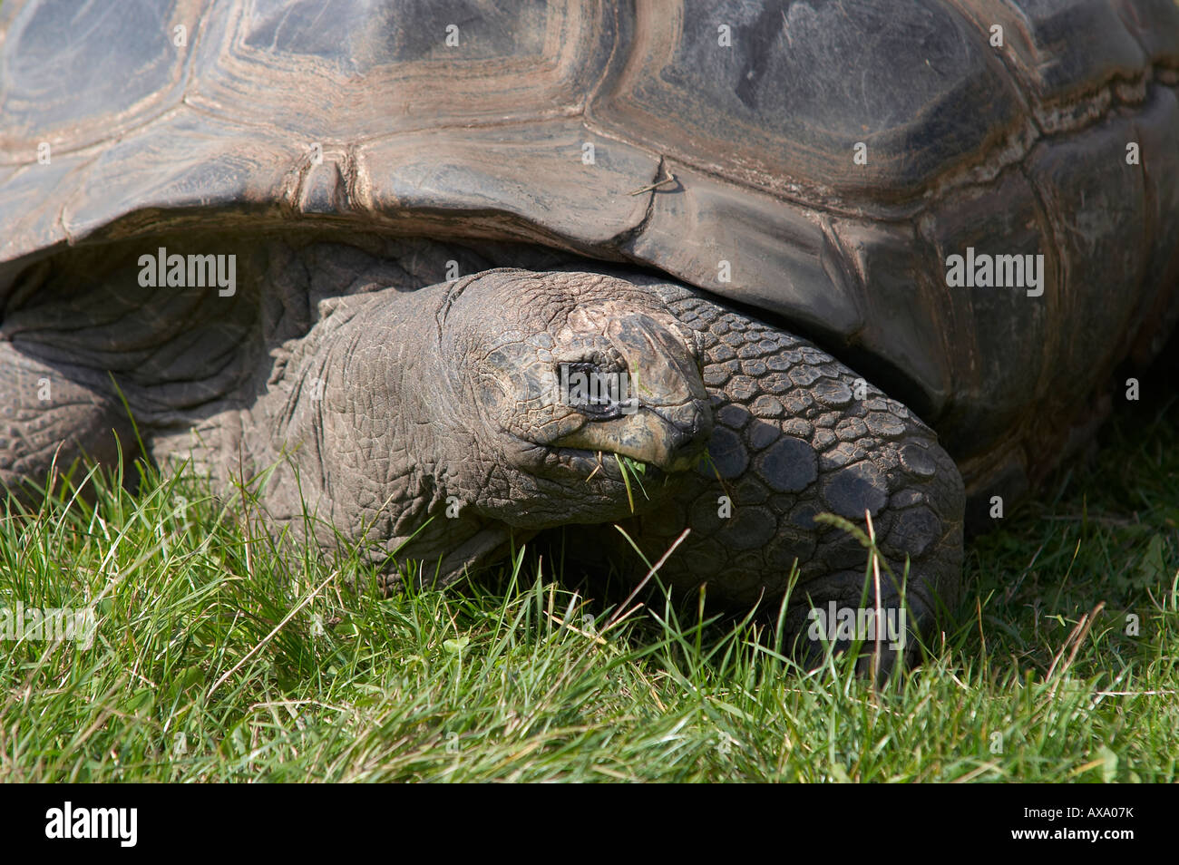 giant tortoise - detail of the head Stock Photo - Alamy