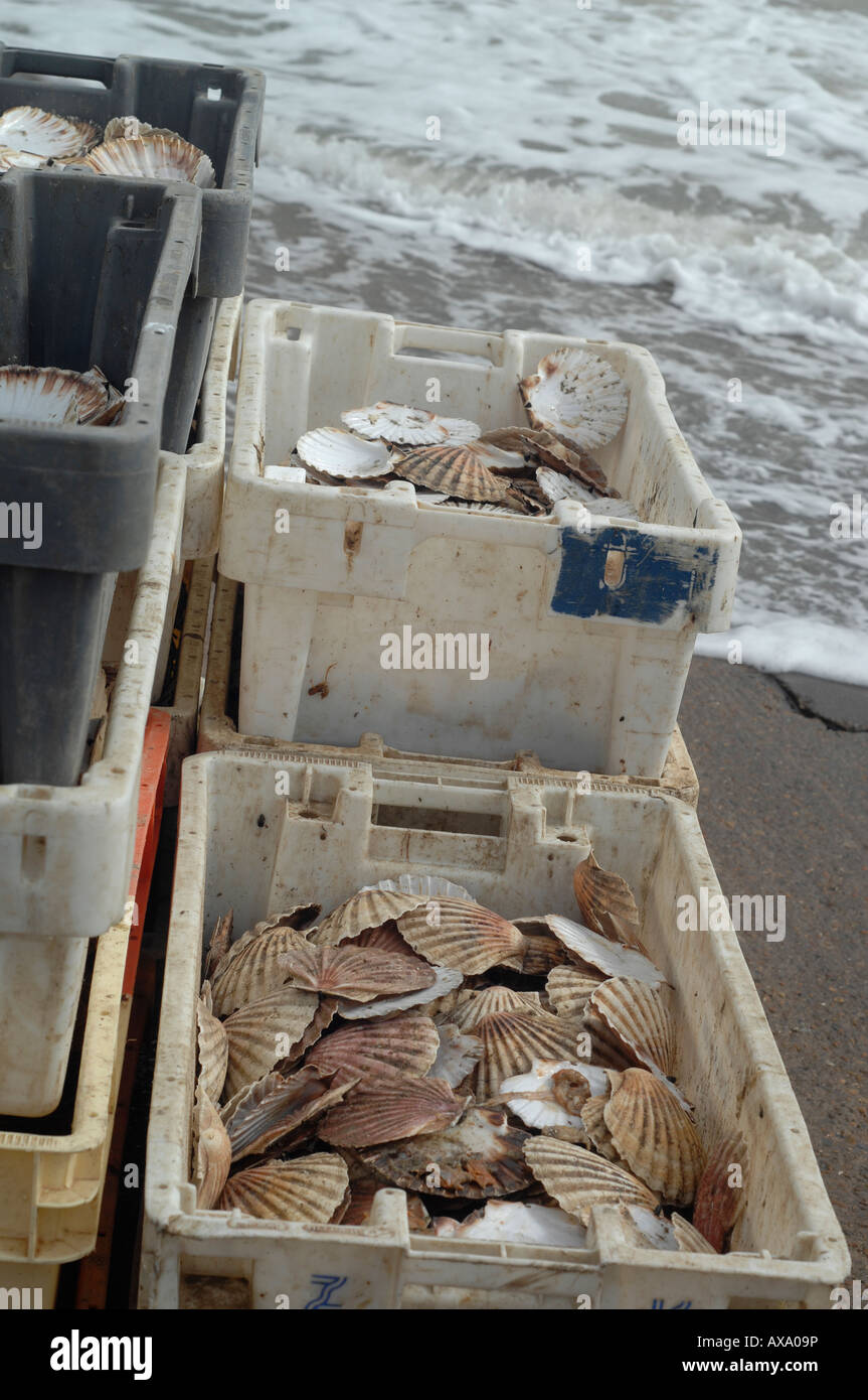 Shells in Folkestone harbour, Kent Stock Photo - Alamy