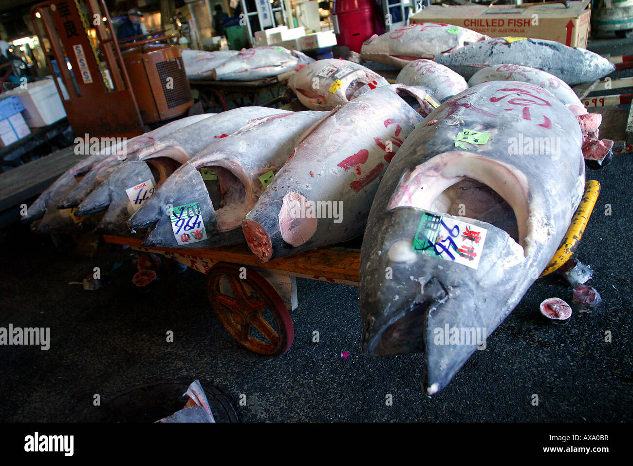 Deep frozen tuna fish at Tsukiji fish market Stock Photo - Alamy
