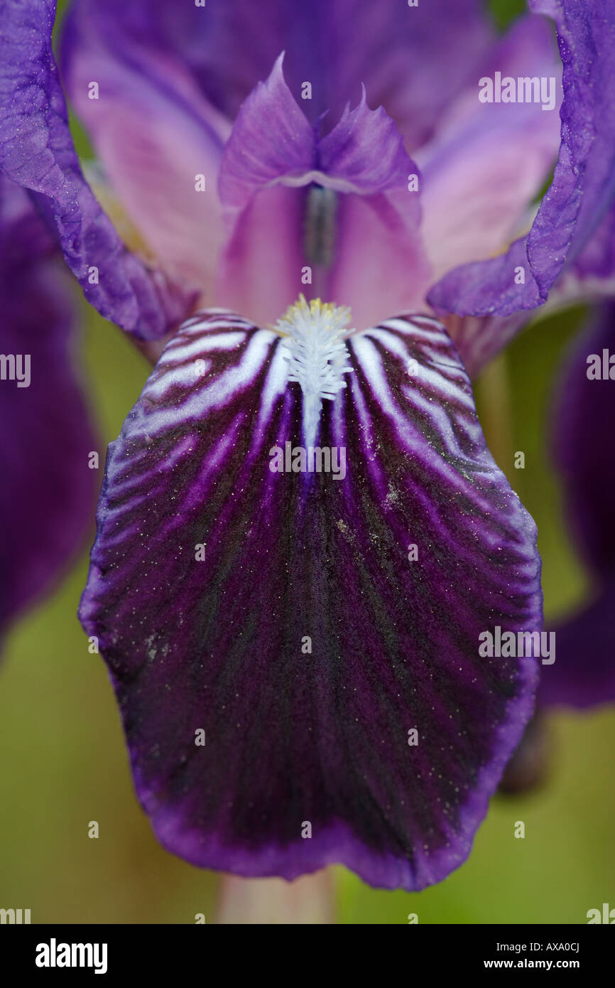 Bearded iris (Iris germanica Stock Photo - Alamy