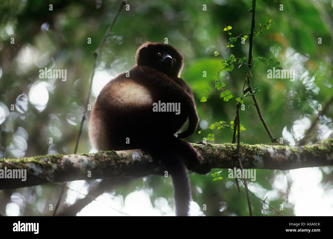 Diademed Sifaka lemur Propithecus diadema in tree Rain forest ...