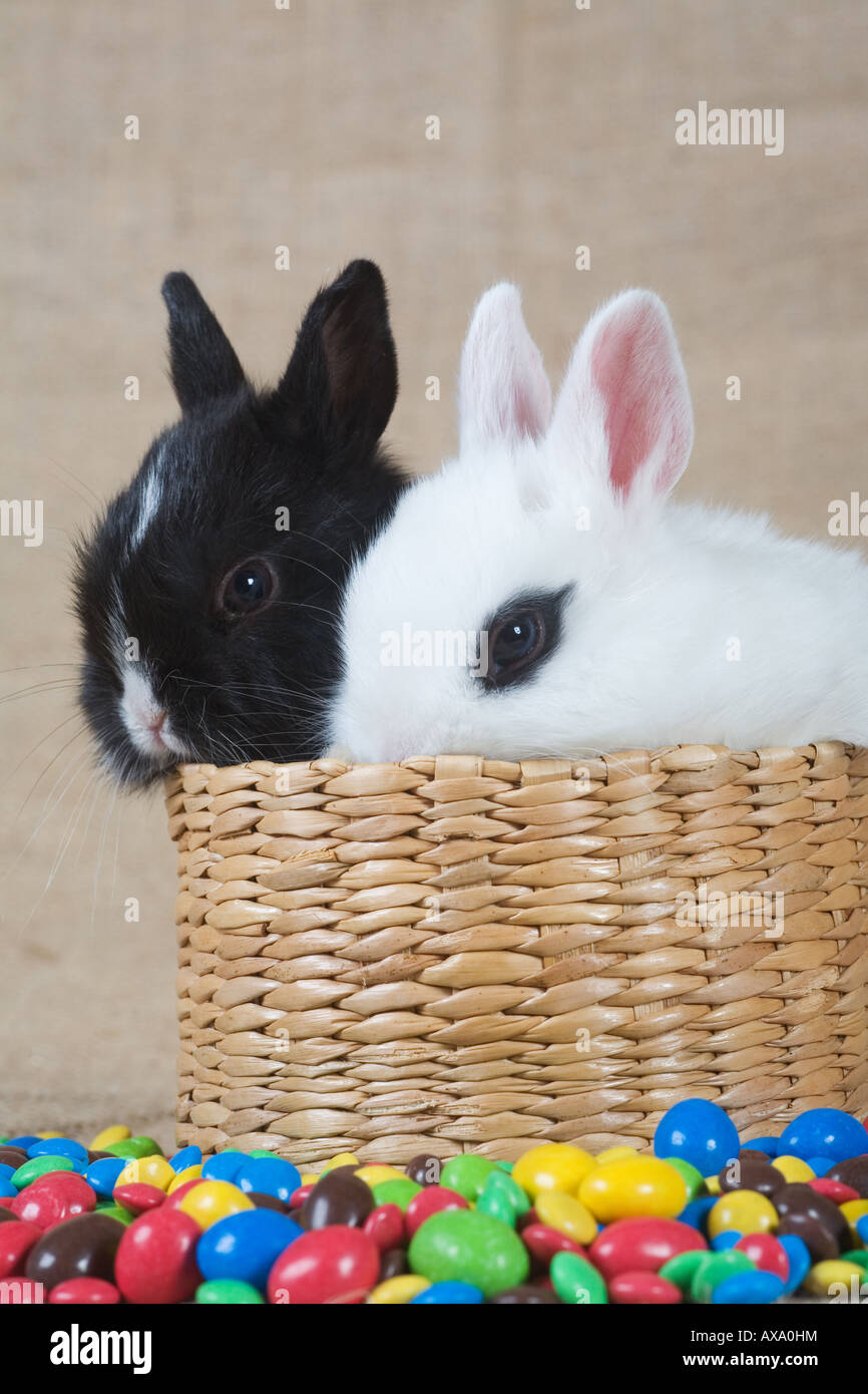 two bunny in the basket and chocolate eggs Stock Photo - Alamy