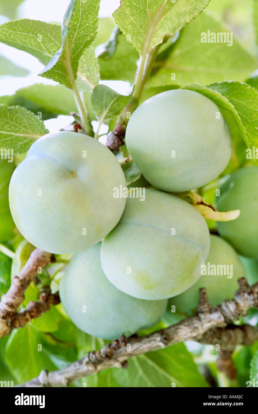 Greengage tree hi-res stock photography and images - Alamy