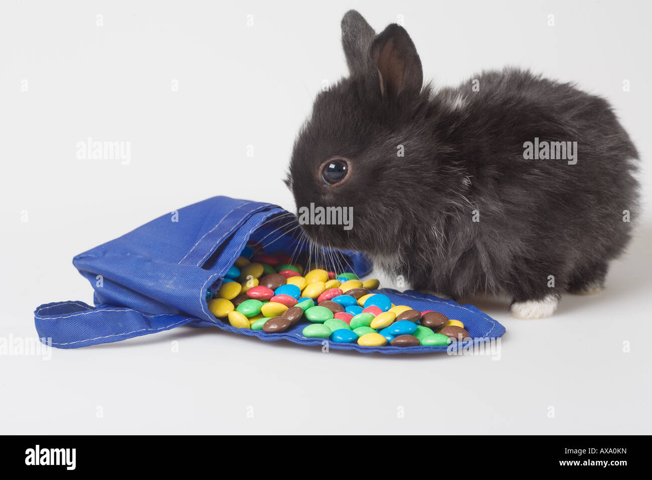 Rabbit backpack hi-res stock photography and images - Alamy