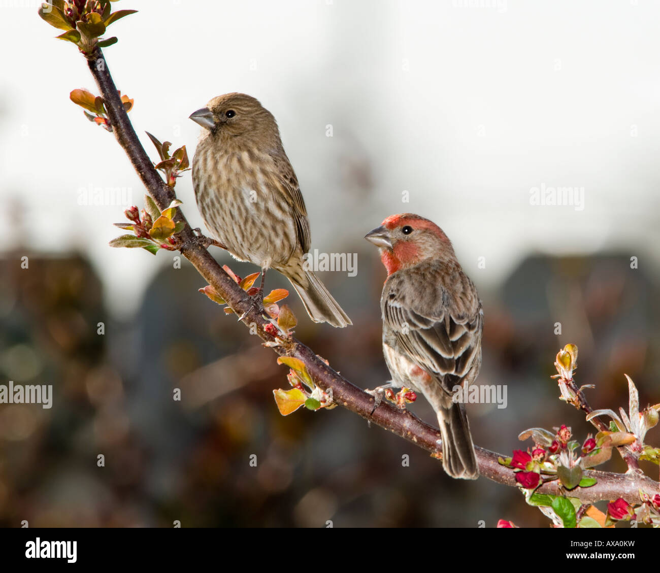 Male and female finches hi-res stock photography and images - Alamy