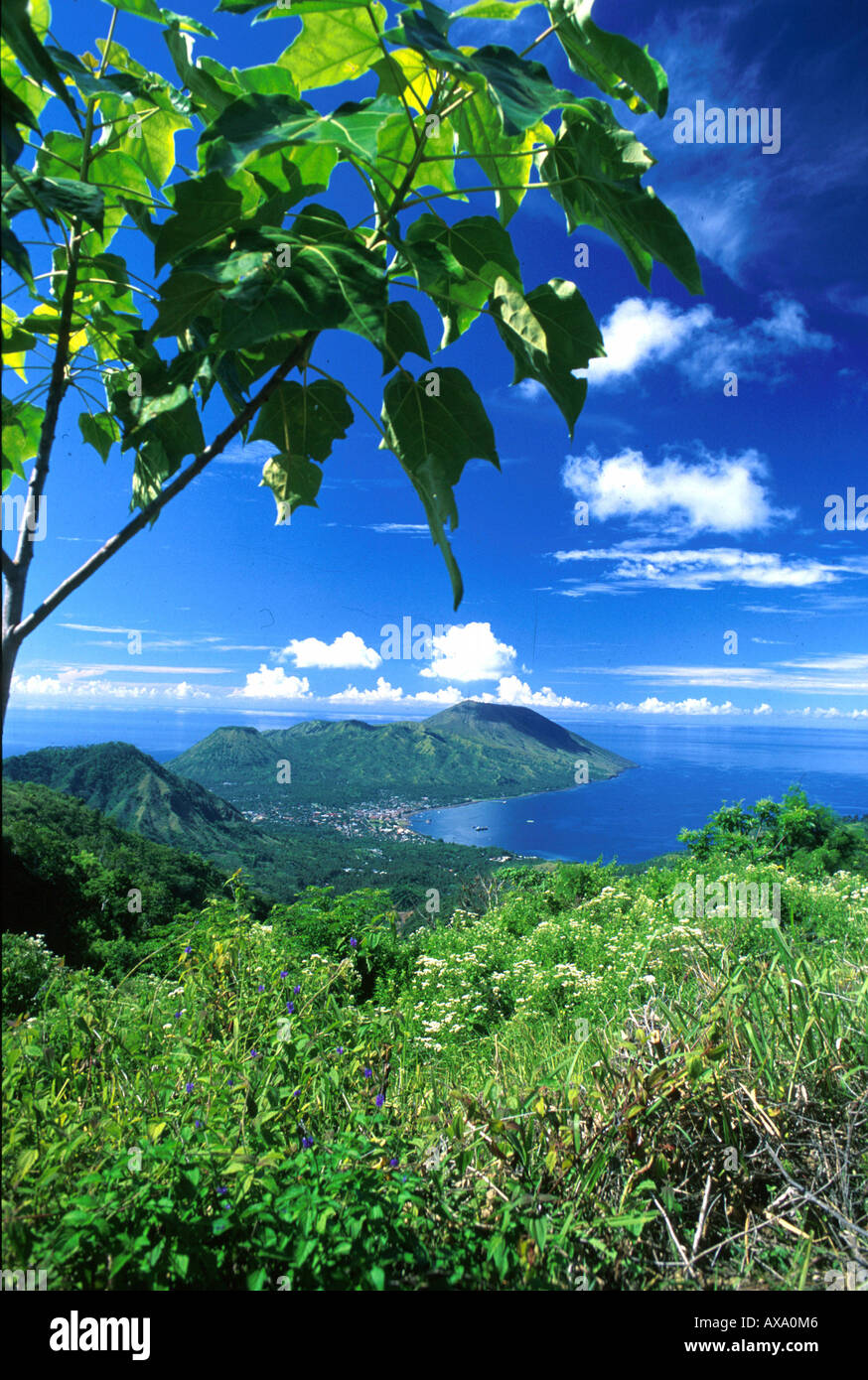 Ende flores hi-res stock photography and images - Alamy