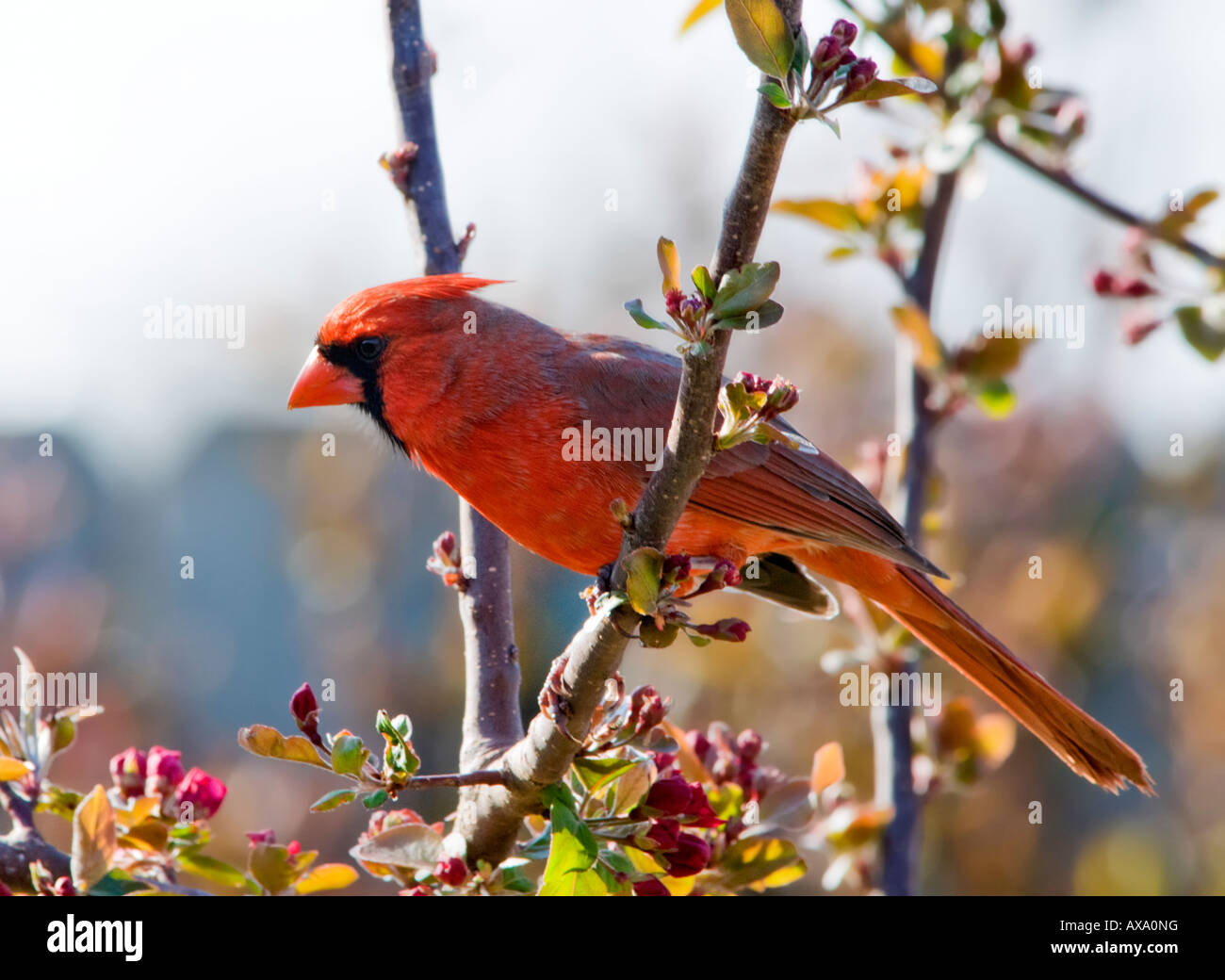 A male Northern Cardinal, Cardinalis cardinalis, perches in a crabapple ...