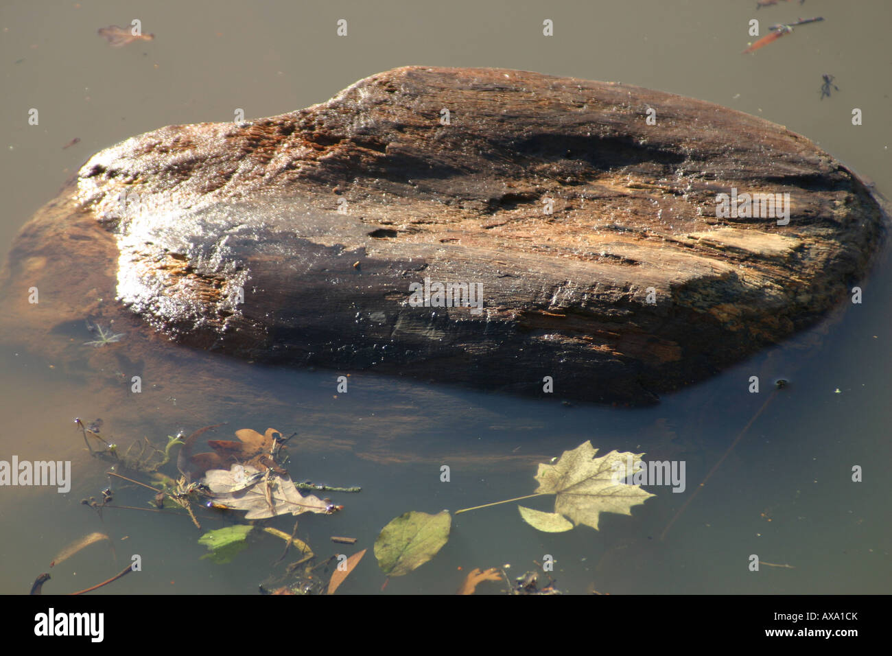 wood leaves flotsam still water river sunlit river medway allington ...
