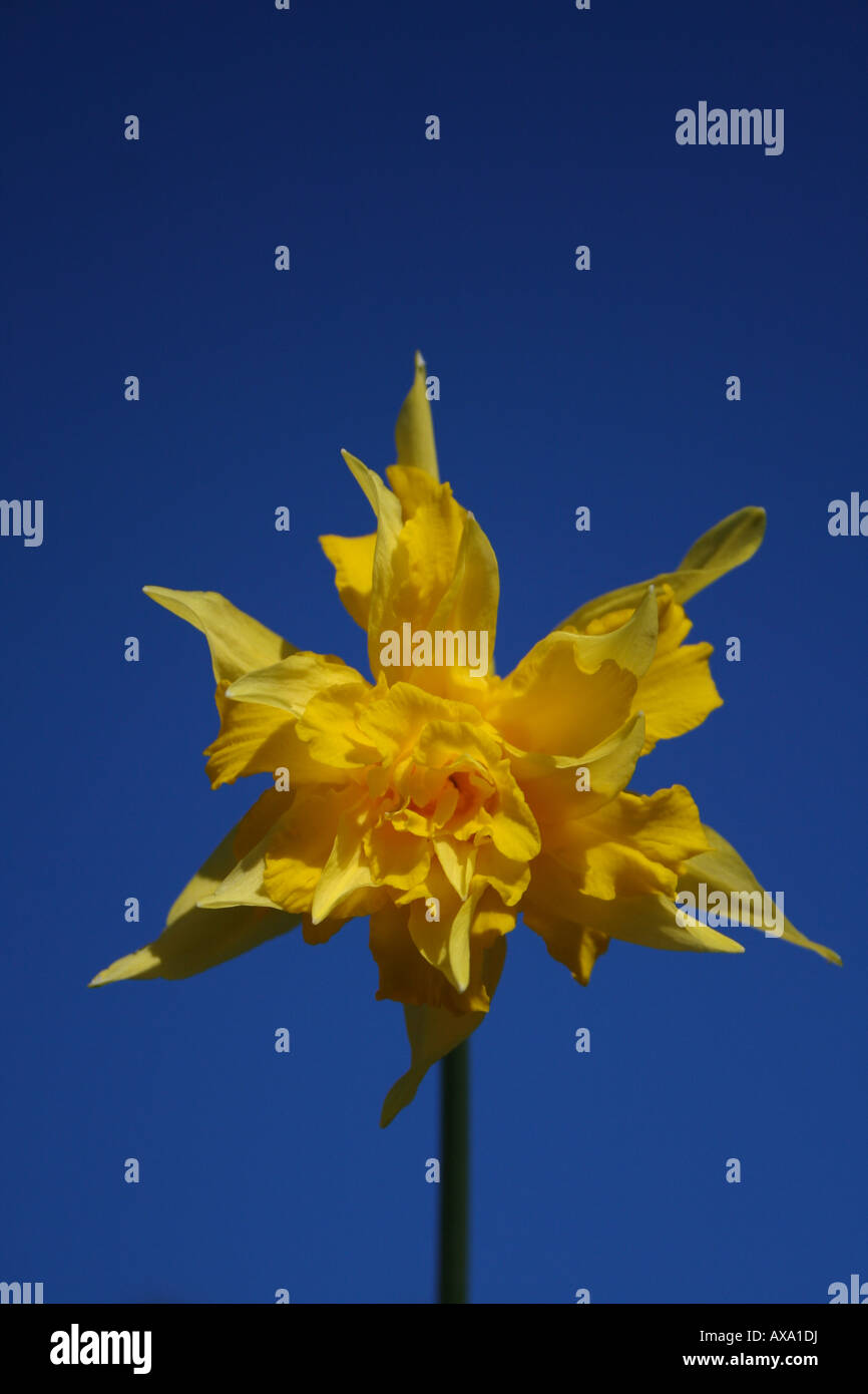 Daffodil outline hi-res stock photography and images - Alamy