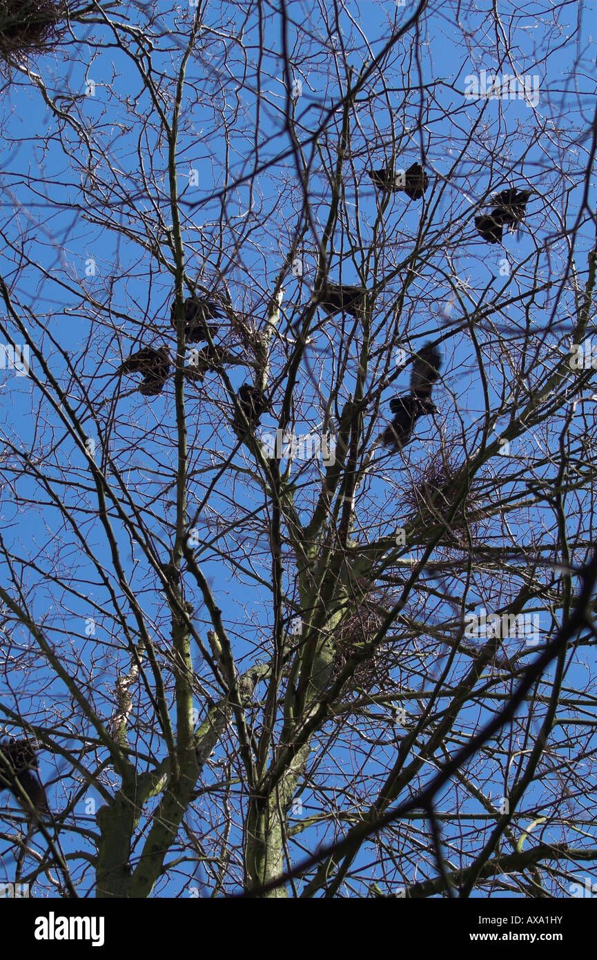 Rookery Crow High Resolution Stock Photography and Images - Alamy